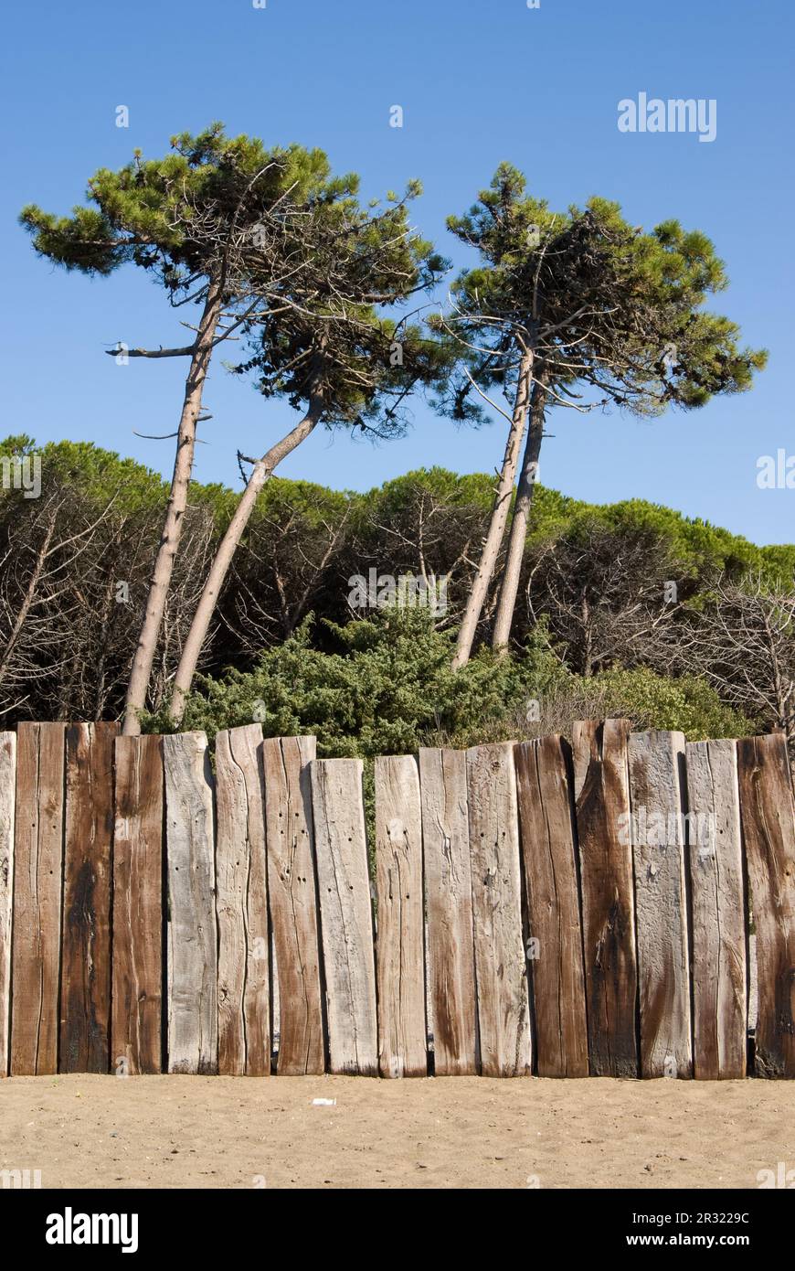 Pines behind a fence Stock Photo - Alamy