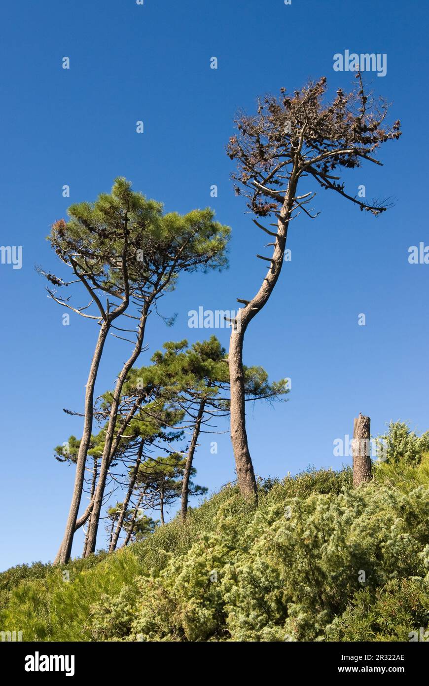 Pinien pinien hi-res stock photography and images - Alamy