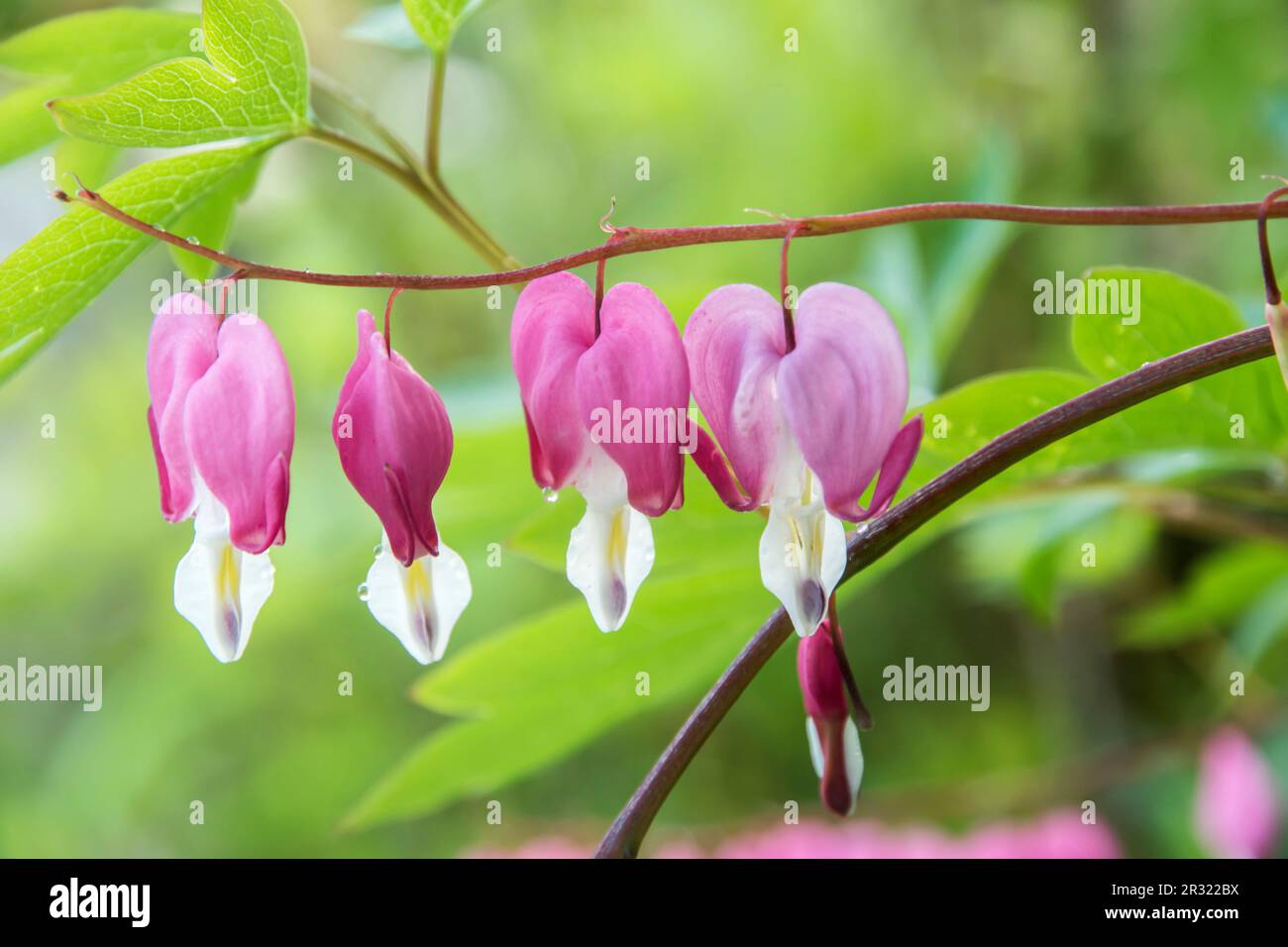 Lamprocapnos spectabilis, bleeding heart purple flower buds closeup ...