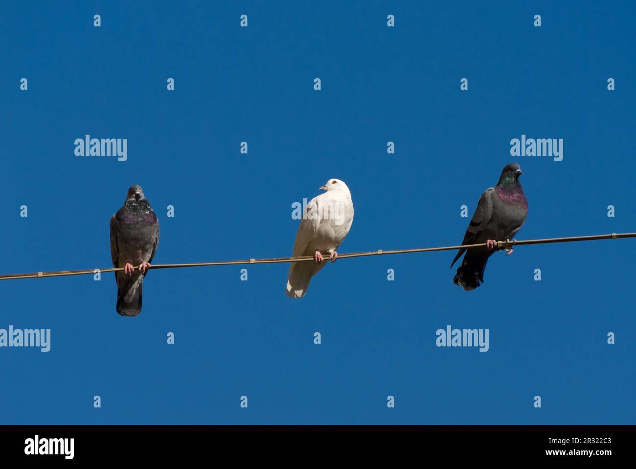 Three pigeons on a power line Stock Photo - Alamy