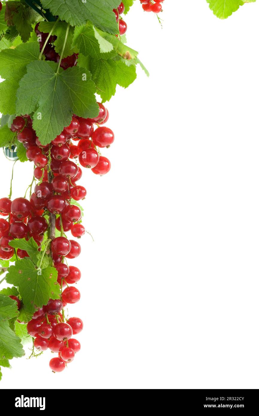 Rote johannisbeeren hi-res stock photography and images - Alamy