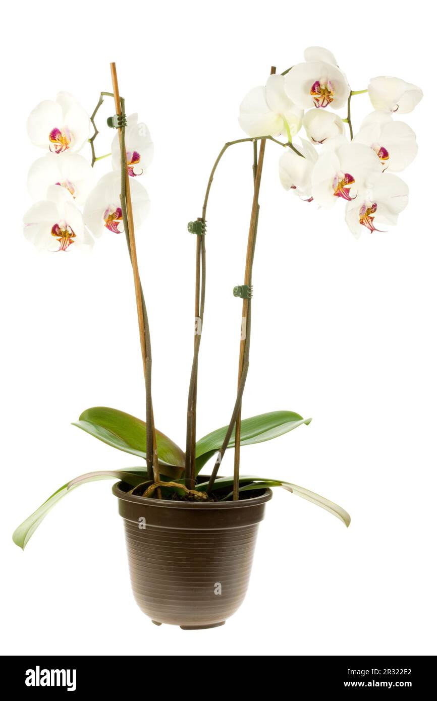 White orchid detail Cut Out Stock Images & Pictures - Alamy