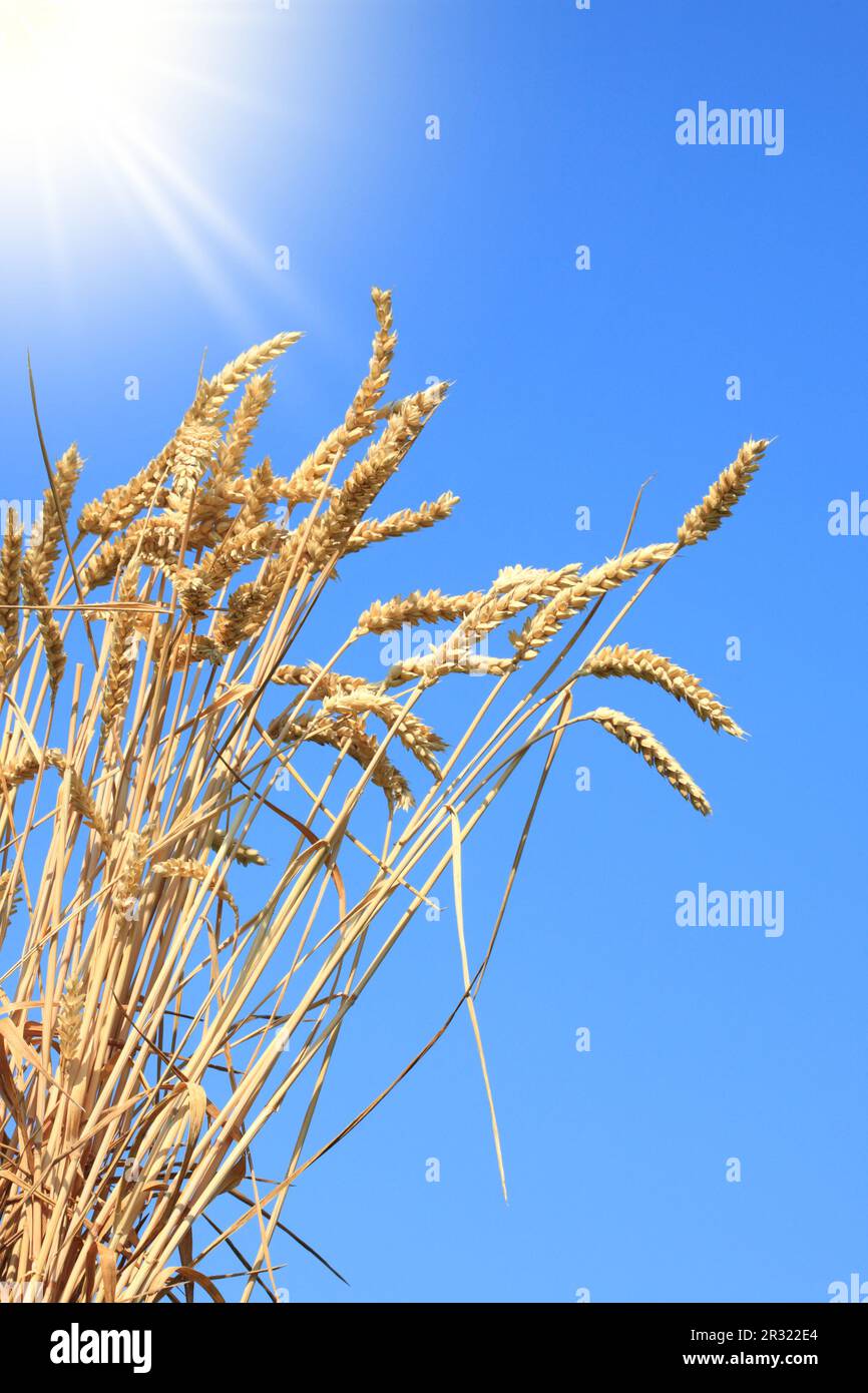 Spring wheat hi-res stock photography and images - Alamy