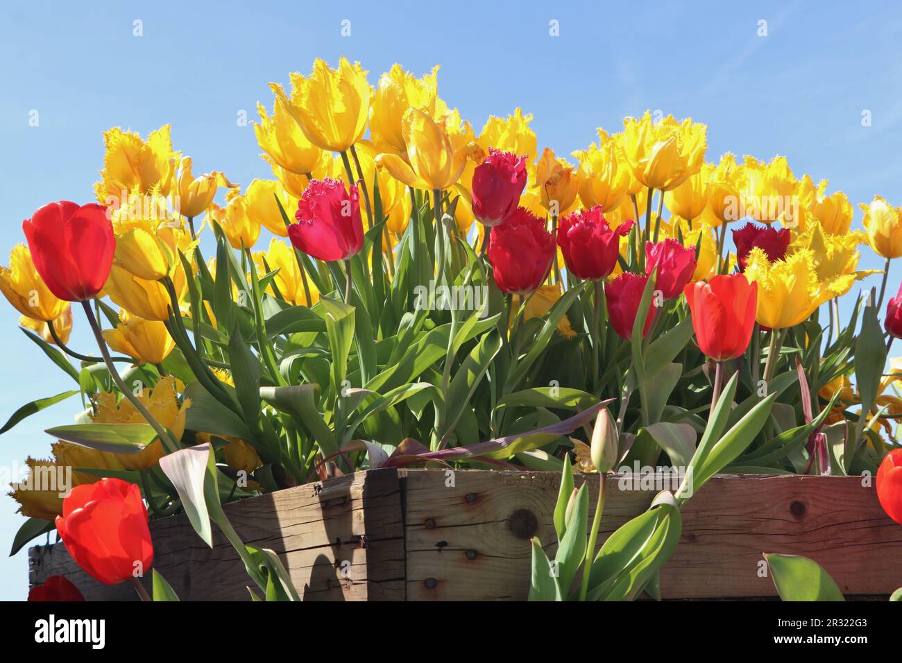 Fabio tulips hi-res stock photography and images - Alamy