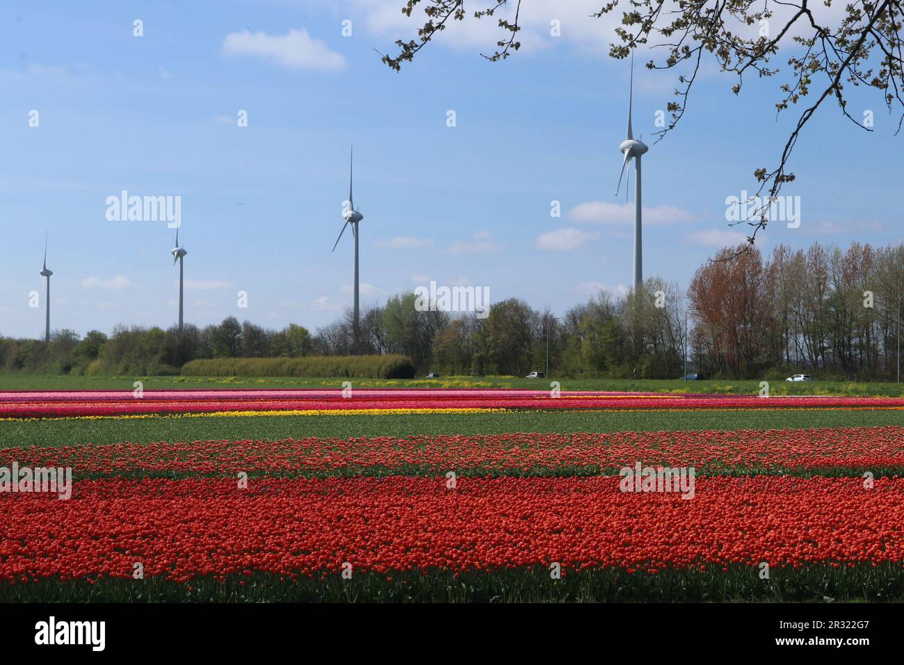 row of wind turbines at flowering tulip field in spring in the north of ...