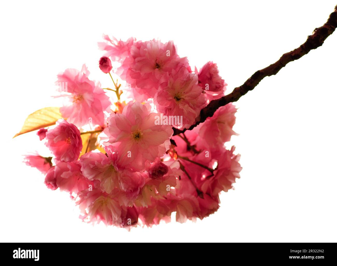 Japanese sakura tree Cut Out Stock Images & Pictures - Alamy