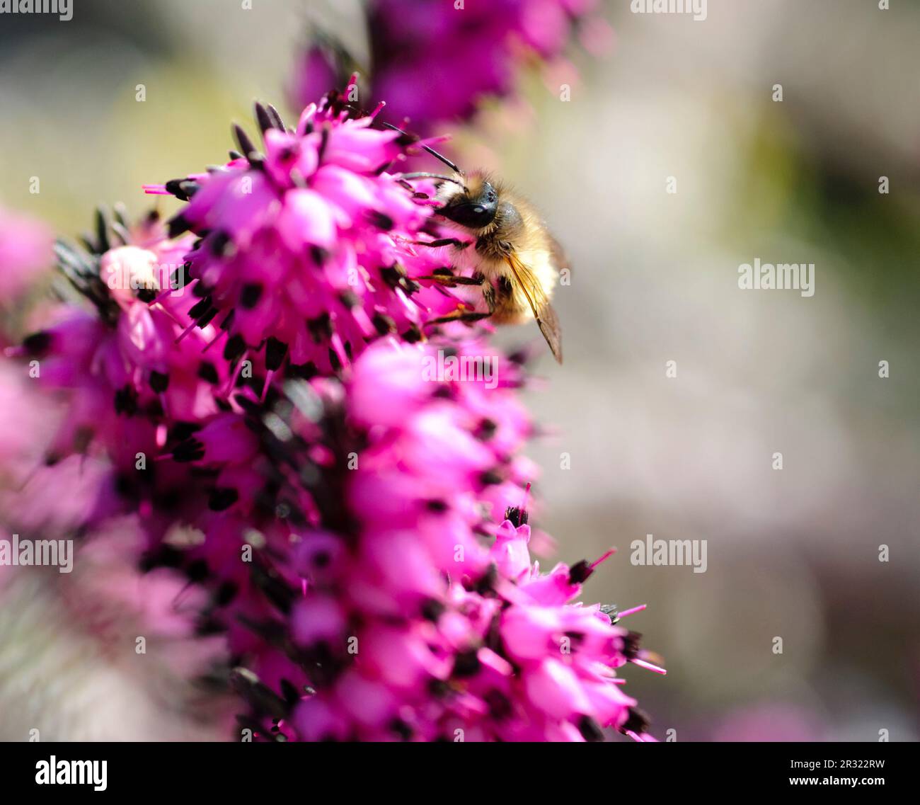 Heather and bee hi-res stock photography and images - Alamy