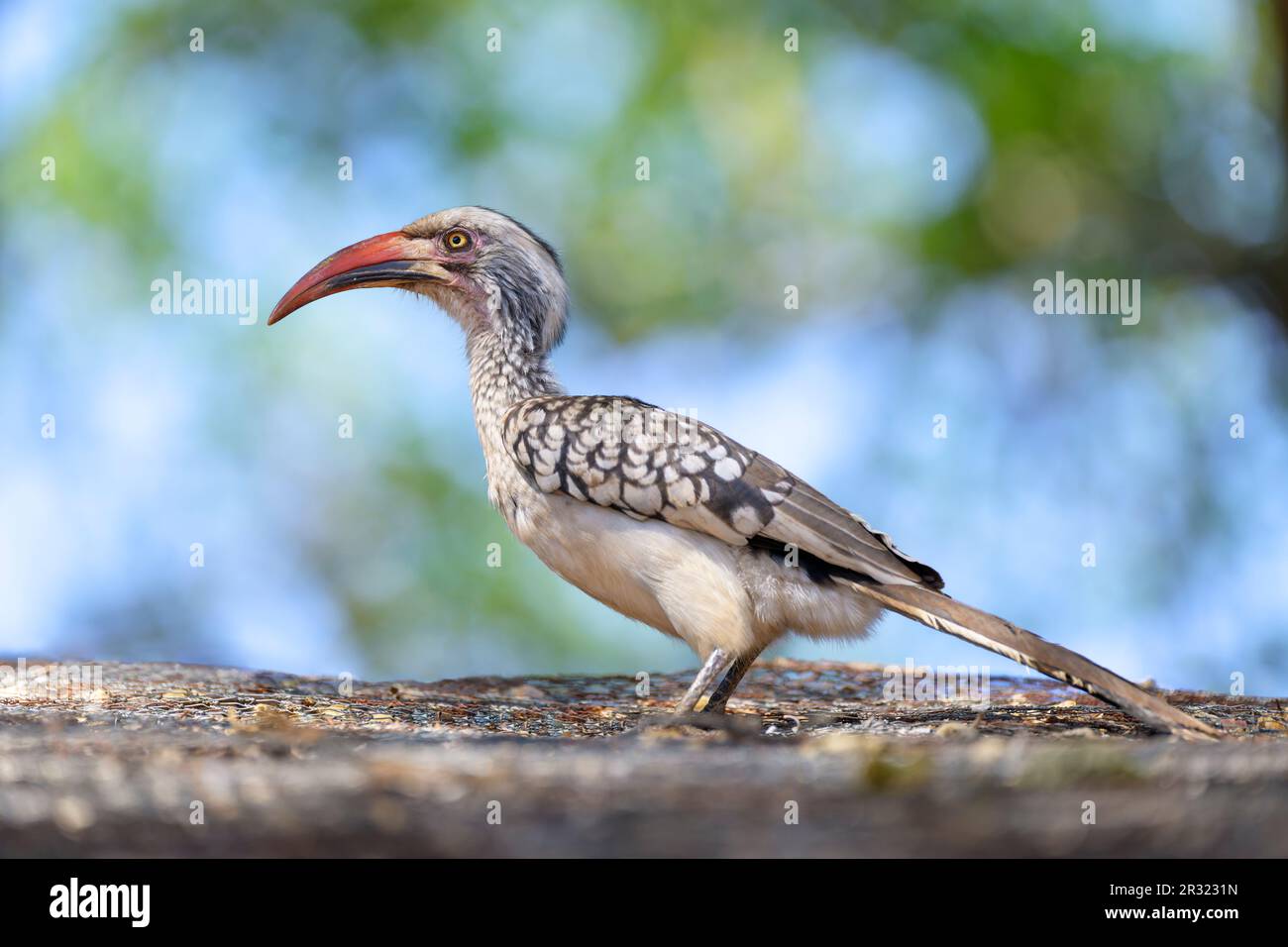 Southern Red-billed Hornbill (Tockus erythrorhynchus) standing on roof ...