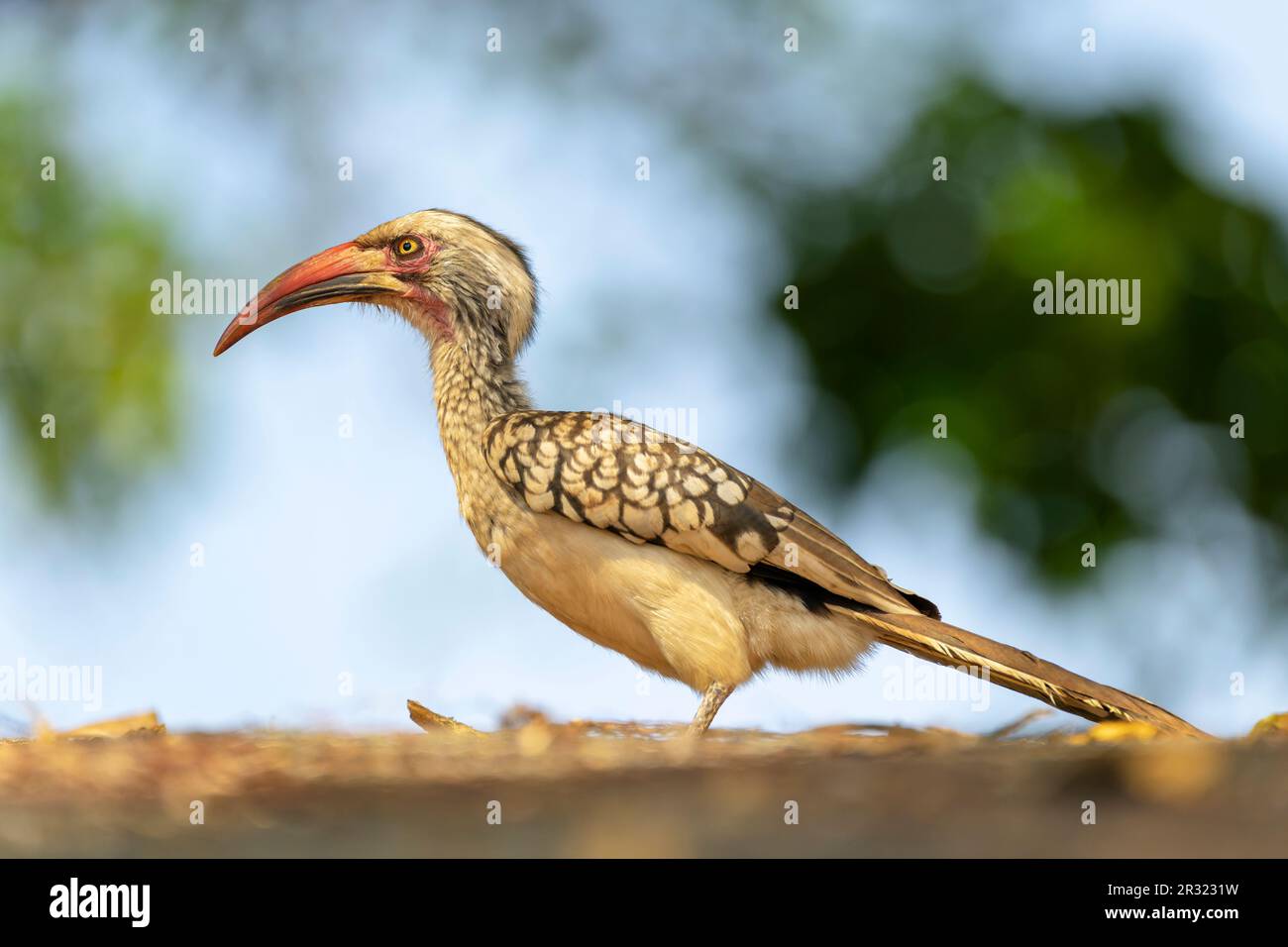 Southern Red-billed Hornbill (Tockus erythrorhynchus) standing on roof ...