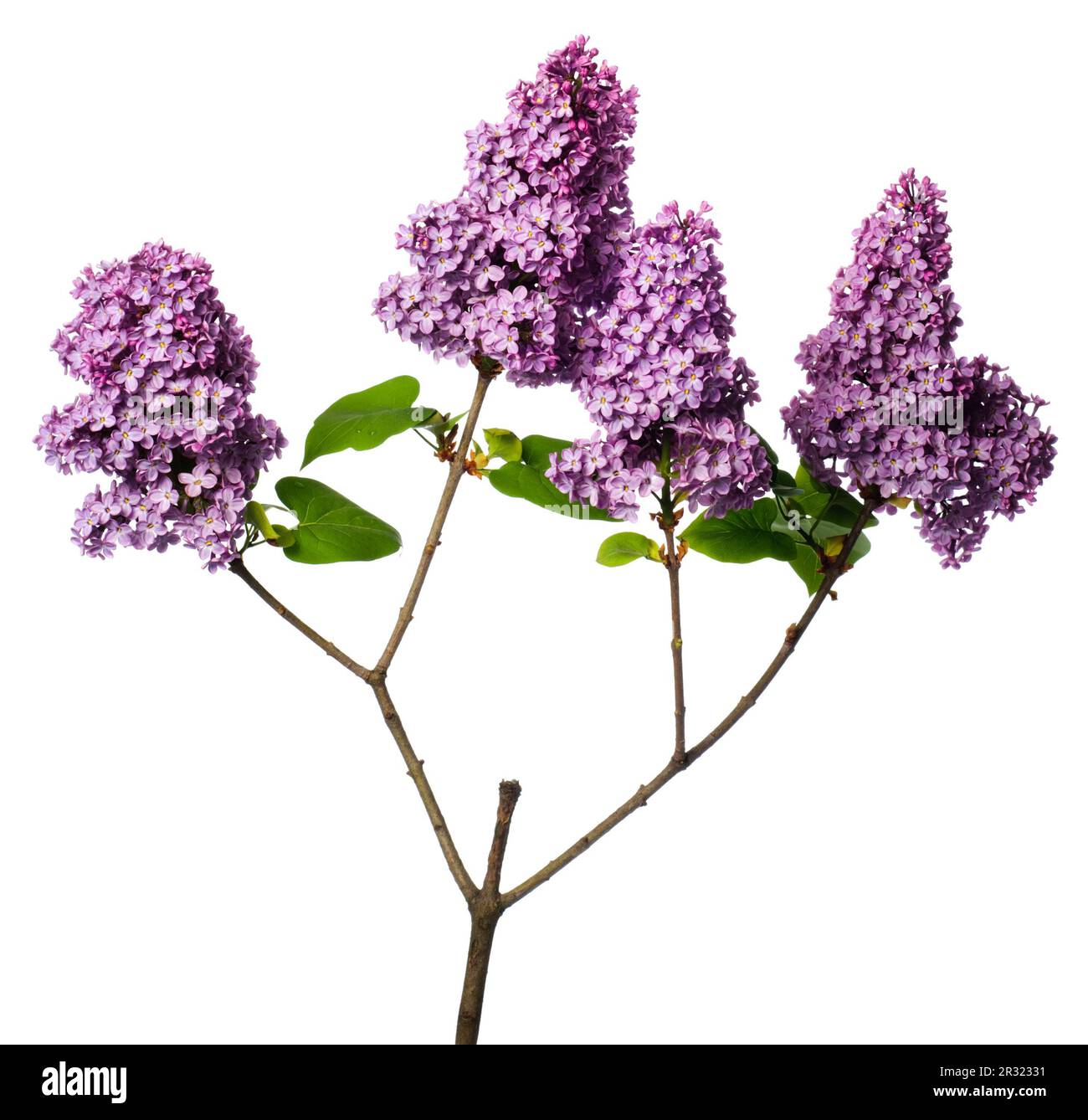 Lilac branch isolated on white Stock Photo - Alamy