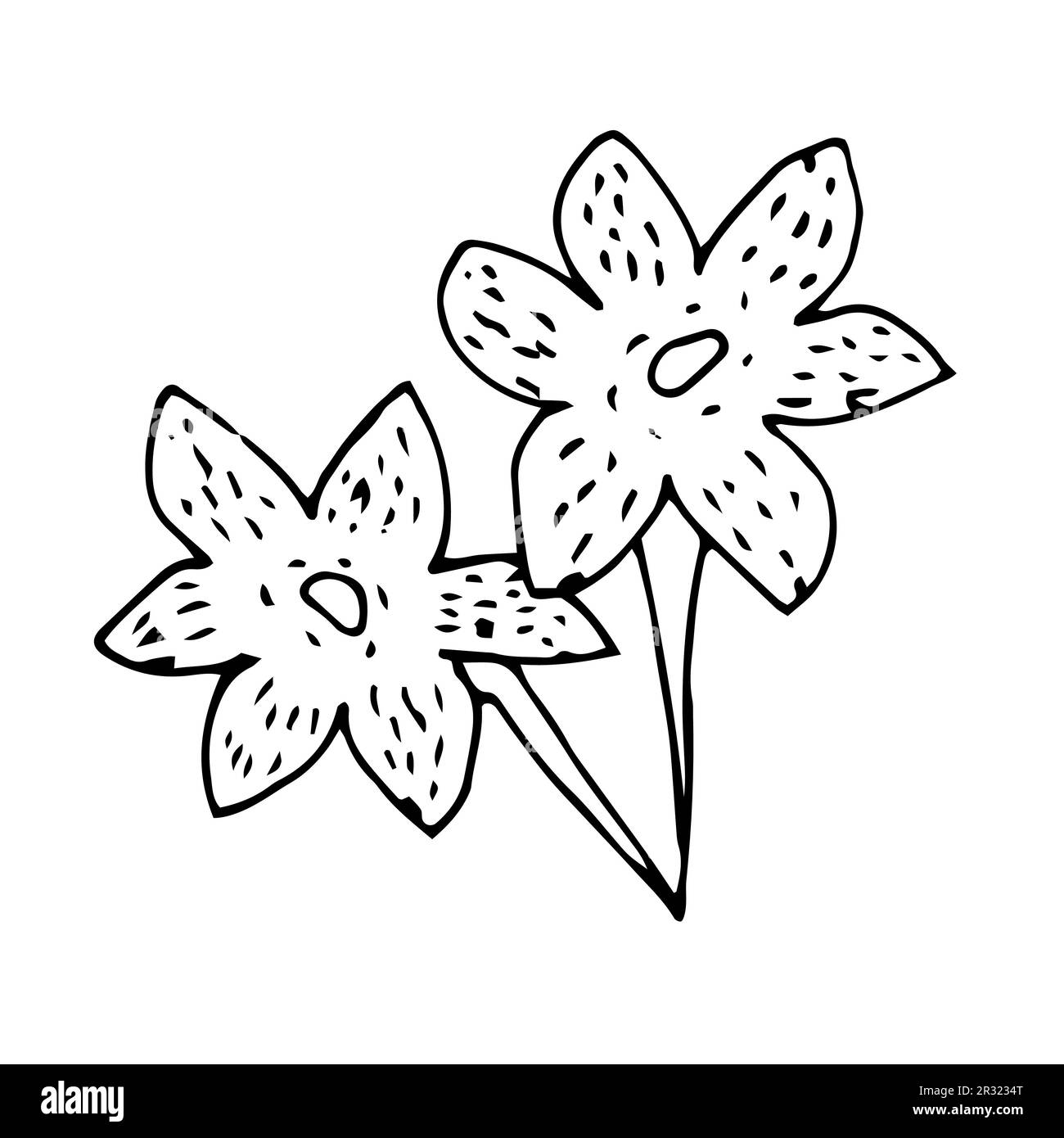 Growing blossom Black and White Stock Photos & Images - Alamy