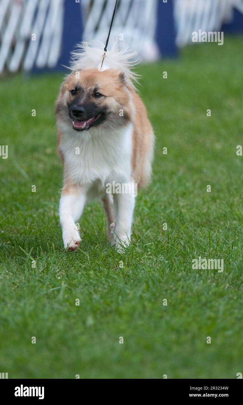 Icelandic Sheepdog walking towards the camera in the dog show ring ...