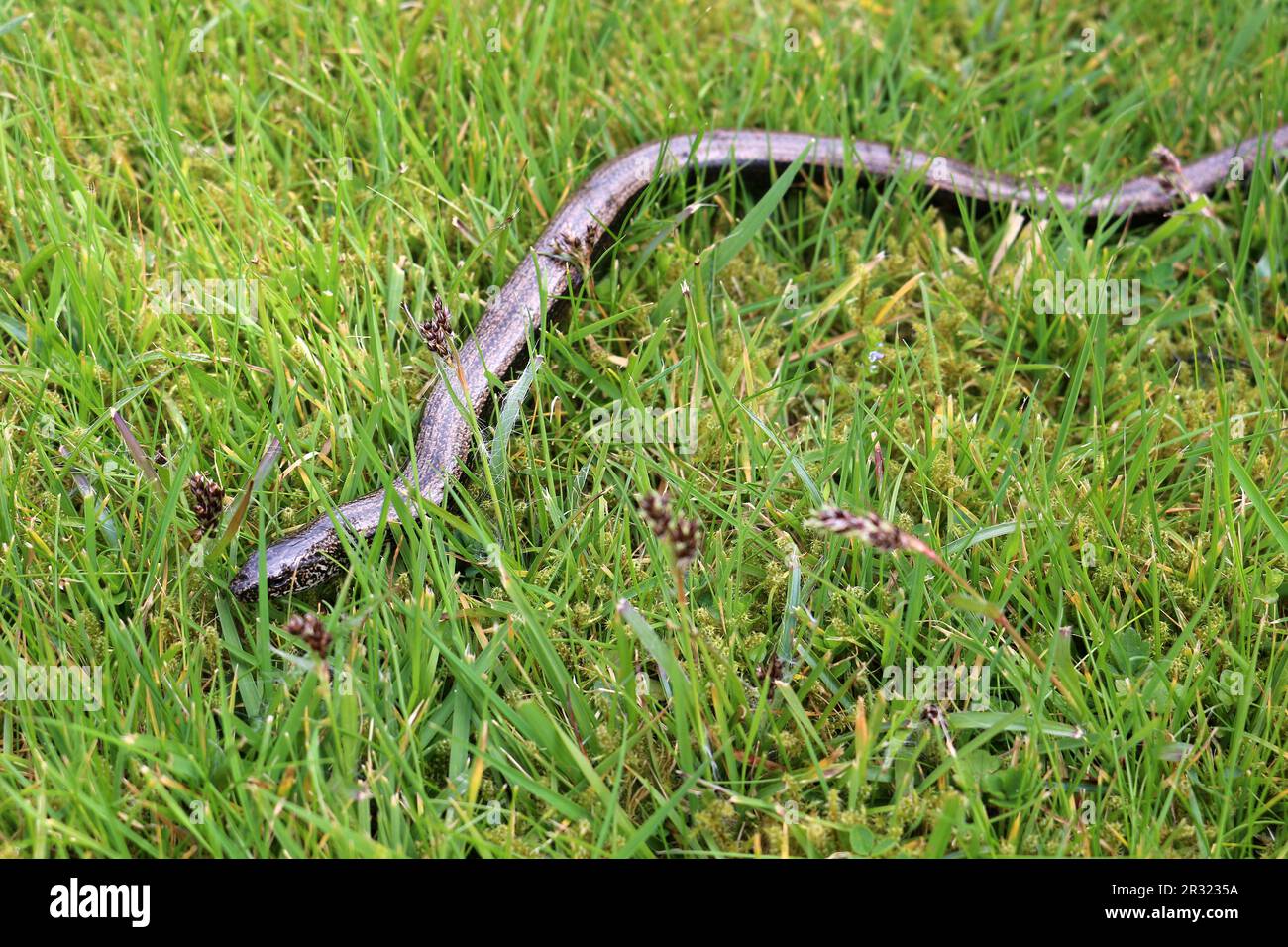 Slow worm in the grass Stock Photo - Alamy