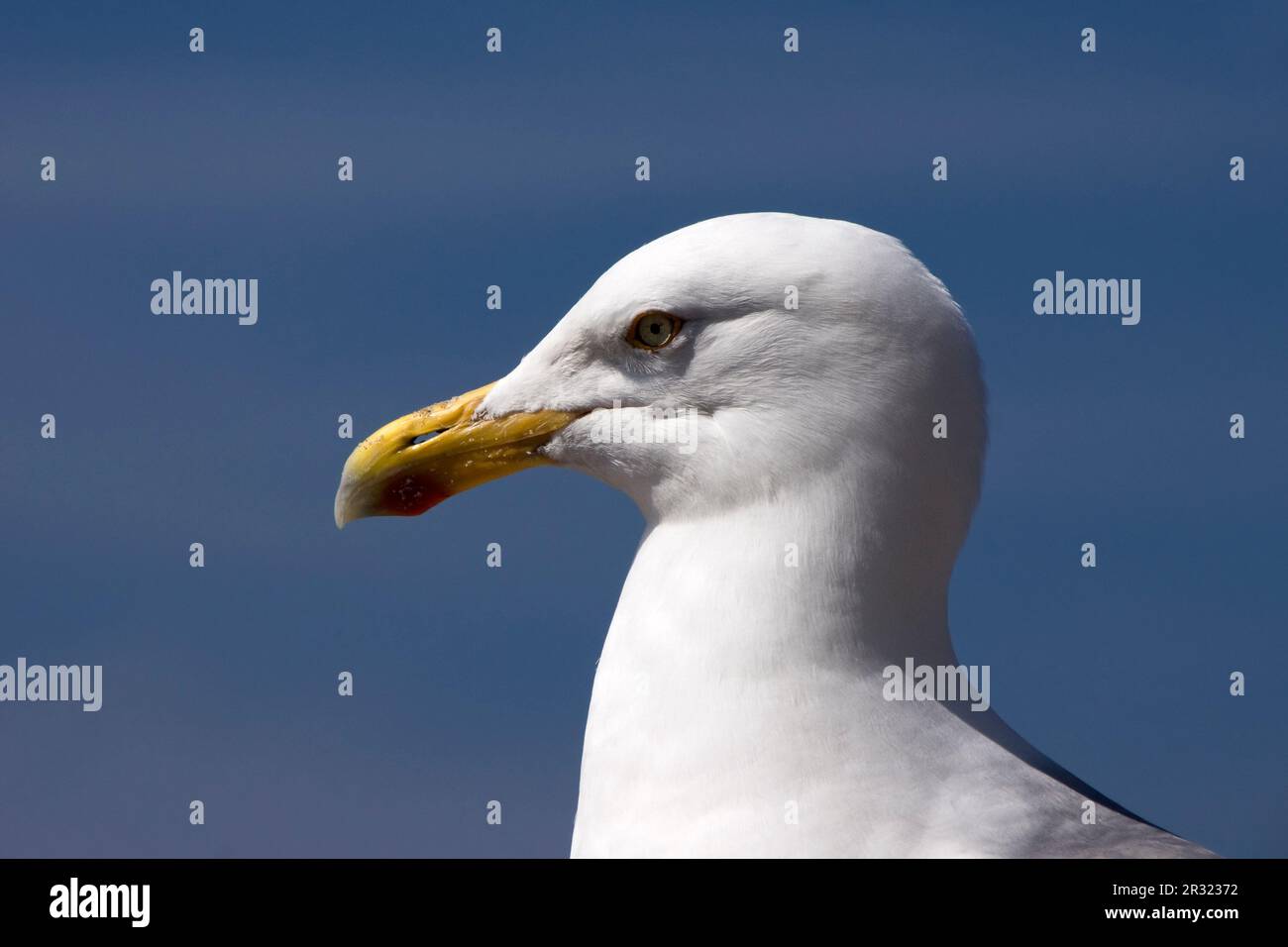 Silver mew hi-res stock photography and images - Alamy