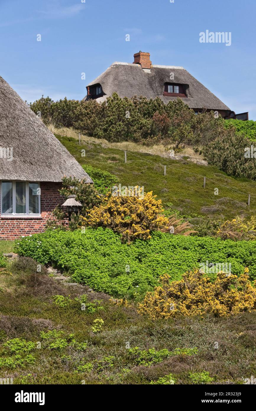 Thatched roof cottages in Rantum Stock Photo - Alamy