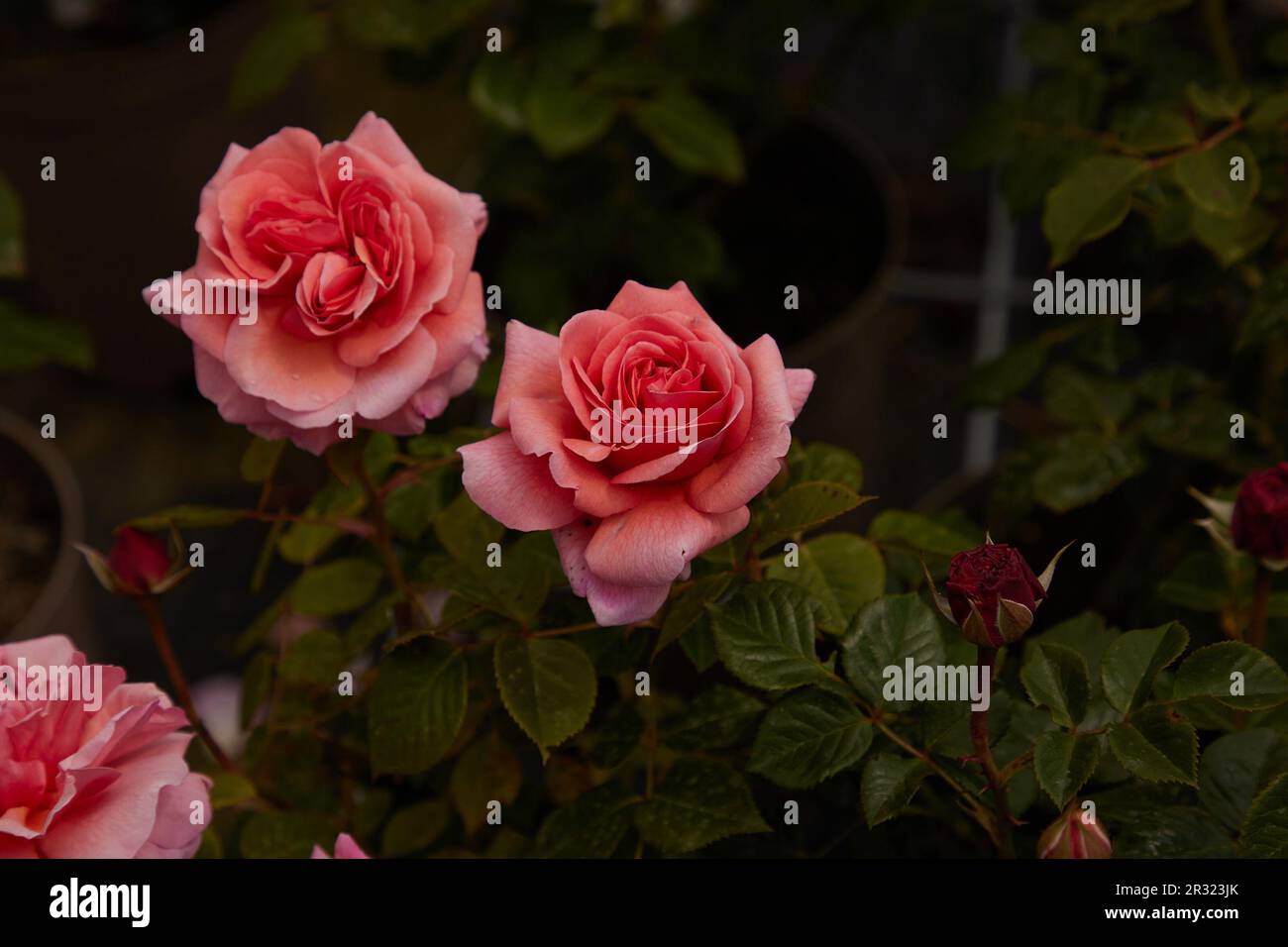 Closeup of the fllowering climbing garden roise Aloha with apricot pink ...