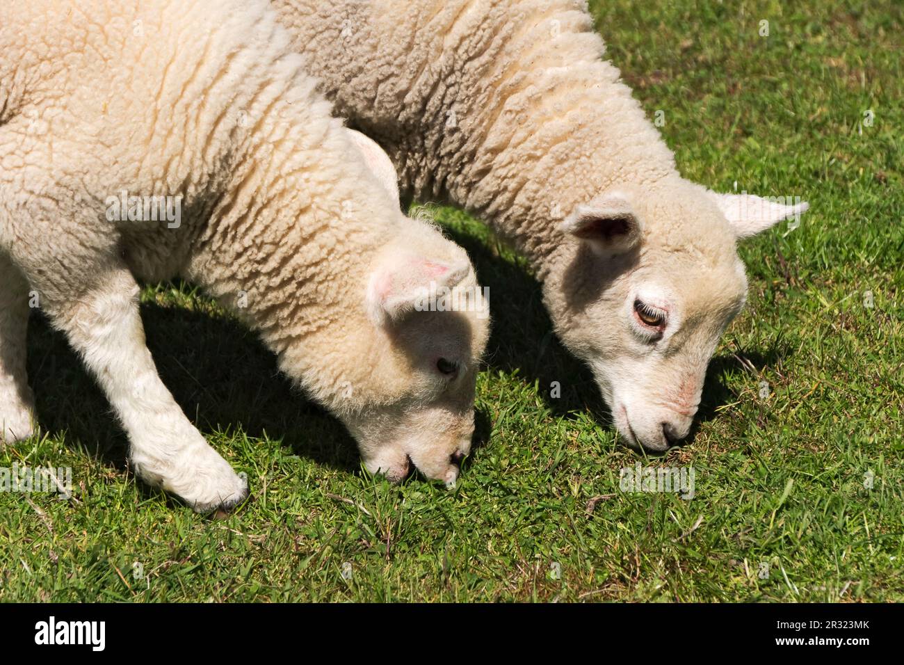 Two grazing sheep hi-res stock photography and images - Alamy