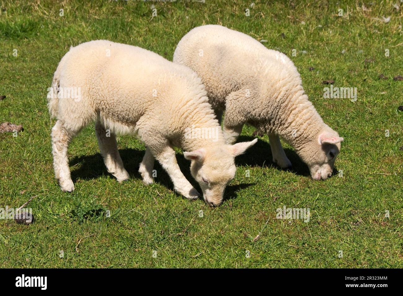 Two grazing sheep hi-res stock photography and images - Alamy
