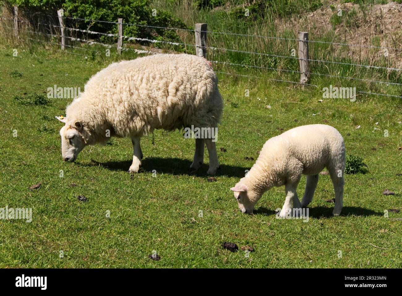 Two grazing sheep Stock Photo - Alamy