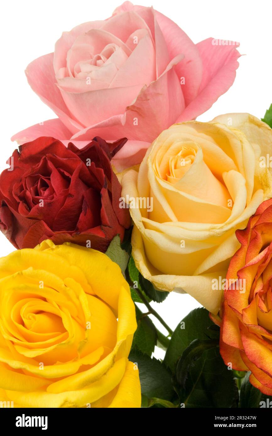 Five roses hi-res stock photography and images - Alamy