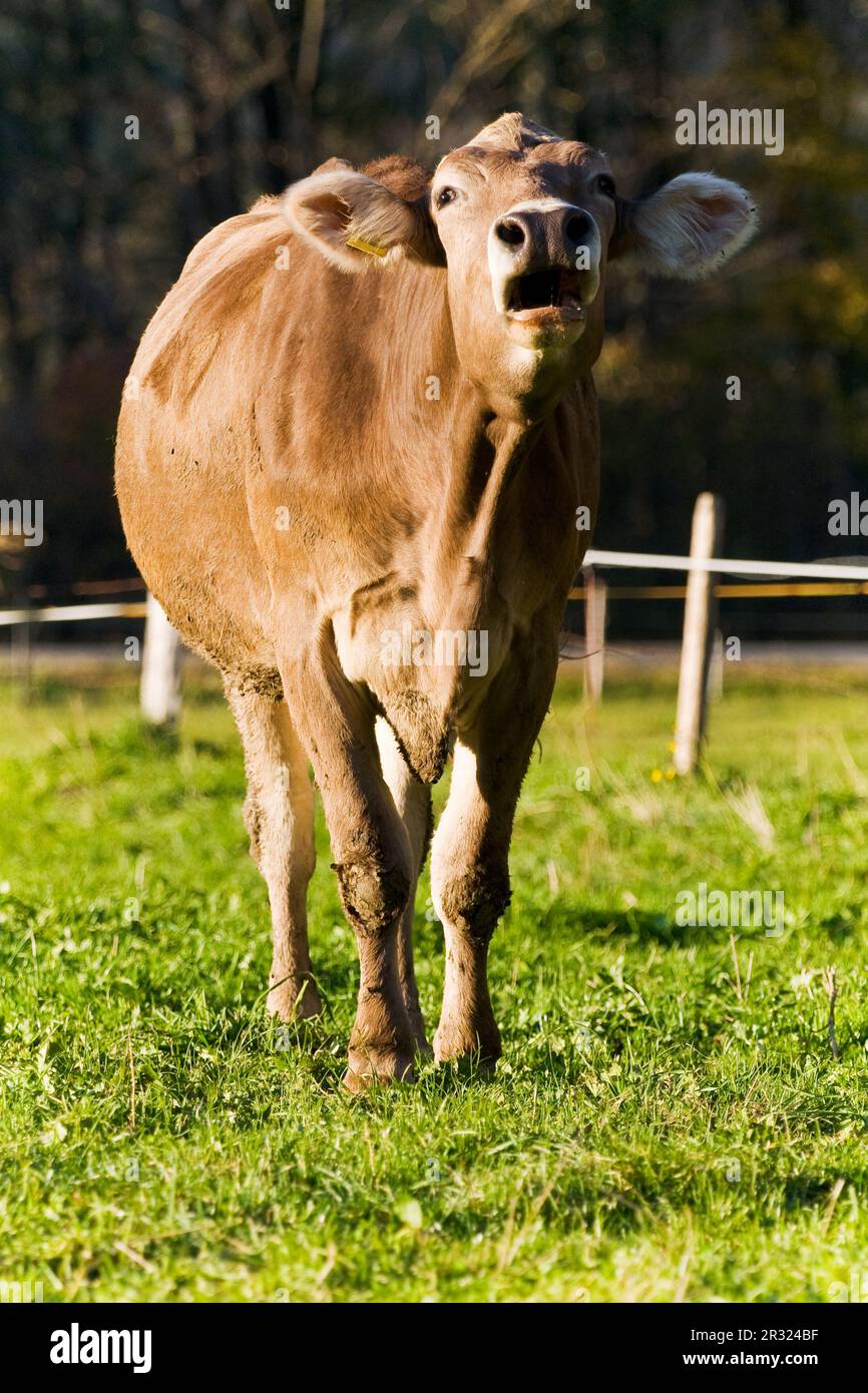 Mooing hi-res stock photography and images - Alamy