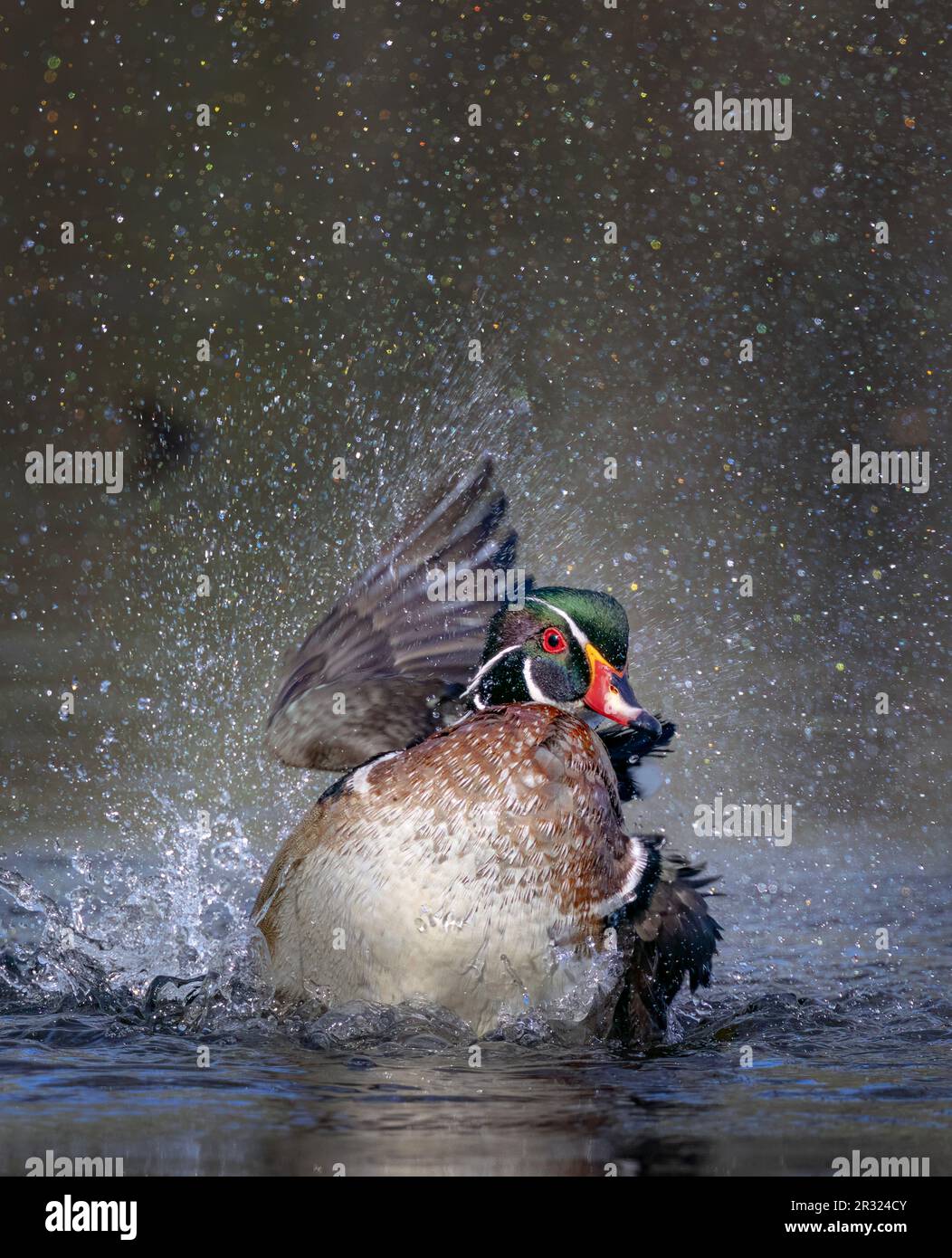 Wood duck male bathing and splashing water in spring Stock Photo - Alamy