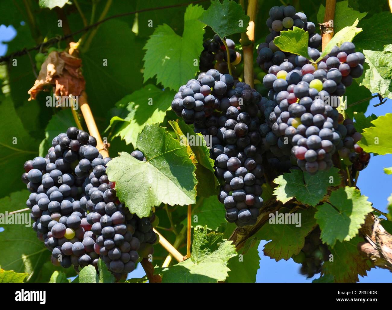 Trollinger hi-res stock photography and images - Alamy