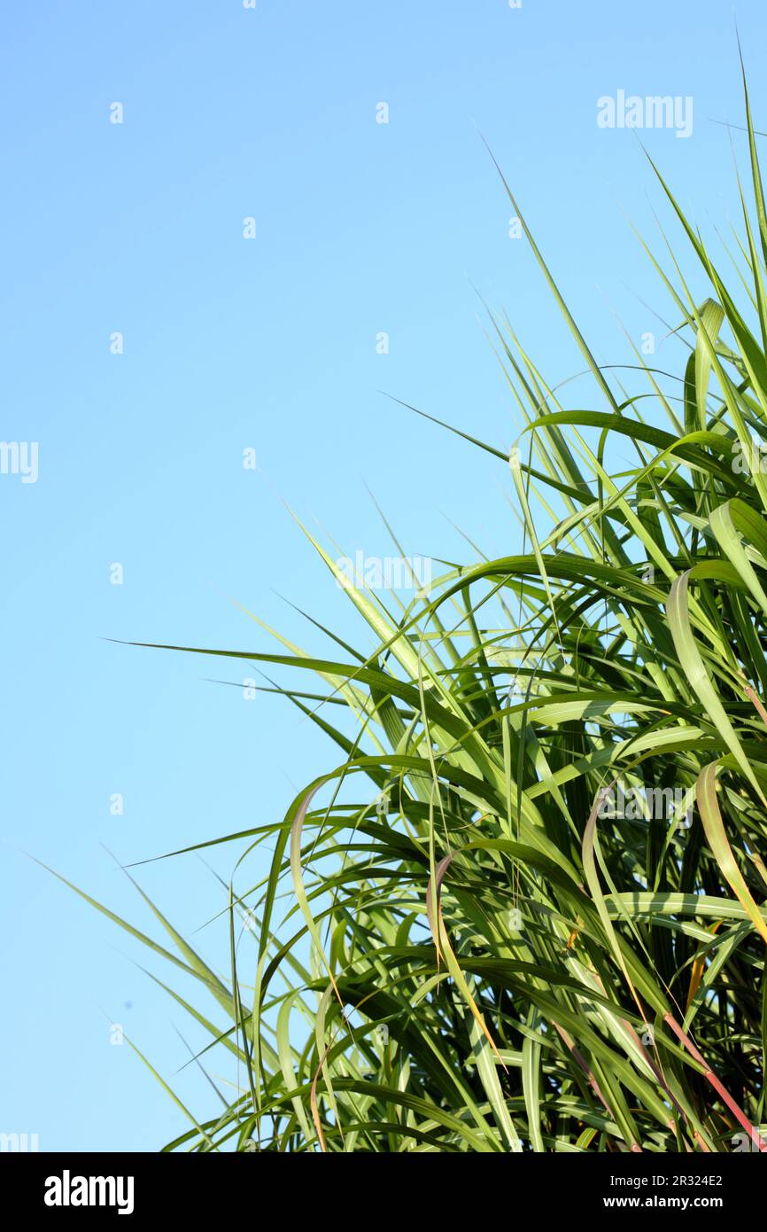 Reeds grass clear blue hi-res stock photography and images - Alamy