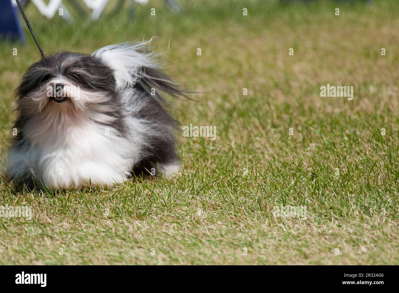 Havanese dog hi-res stock photography and images - Alamy