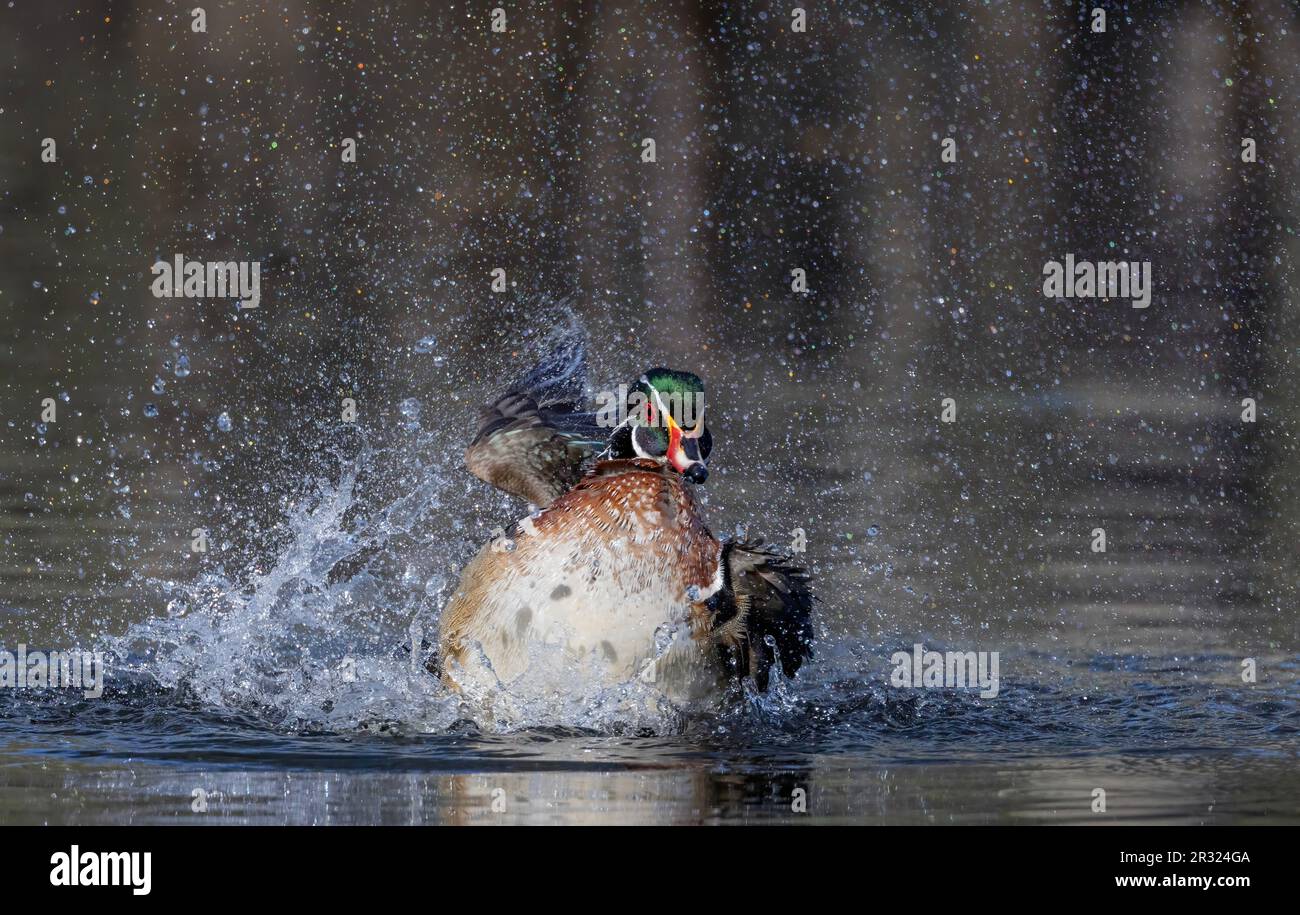 Splashing wood hi-res stock photography and images - Alamy
