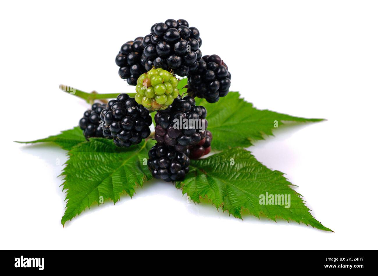 Blackberry branch isolated Stock Photo - Alamy