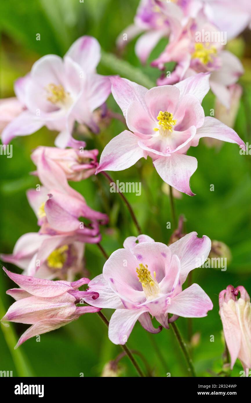 Aquilegia vulgaris common names include: European columbine, common ...