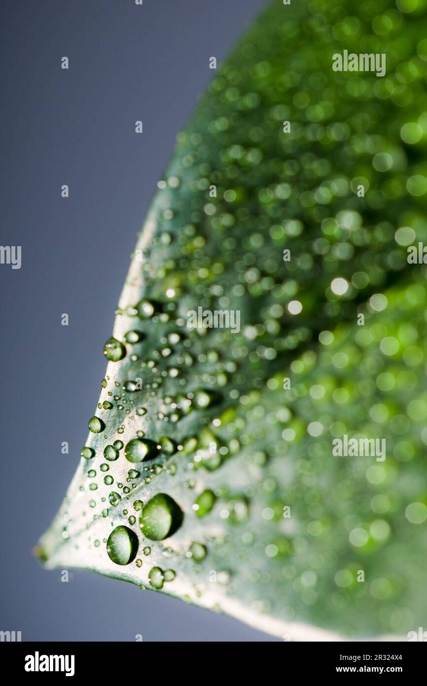 Leaf with drop Stock Photo - Alamy