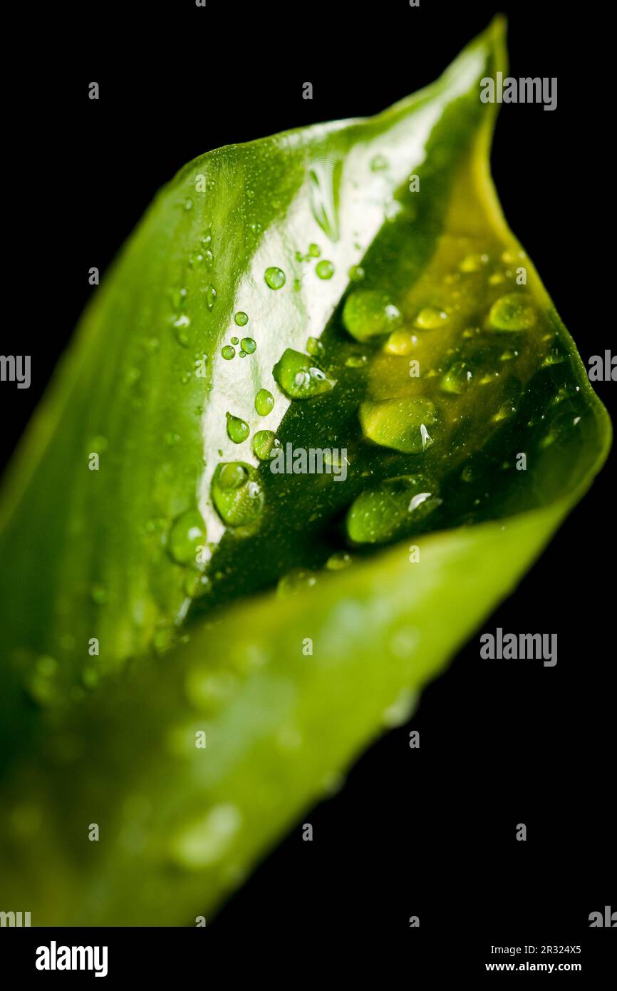 Leaf with drop Stock Photo - Alamy