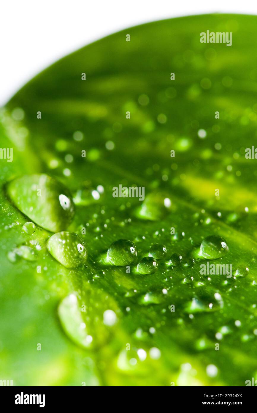 Leaf with drop Stock Photo - Alamy