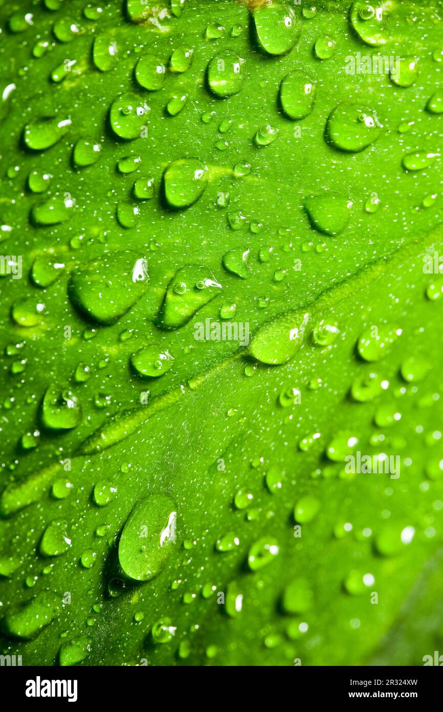 Leaf with drop Stock Photo - Alamy