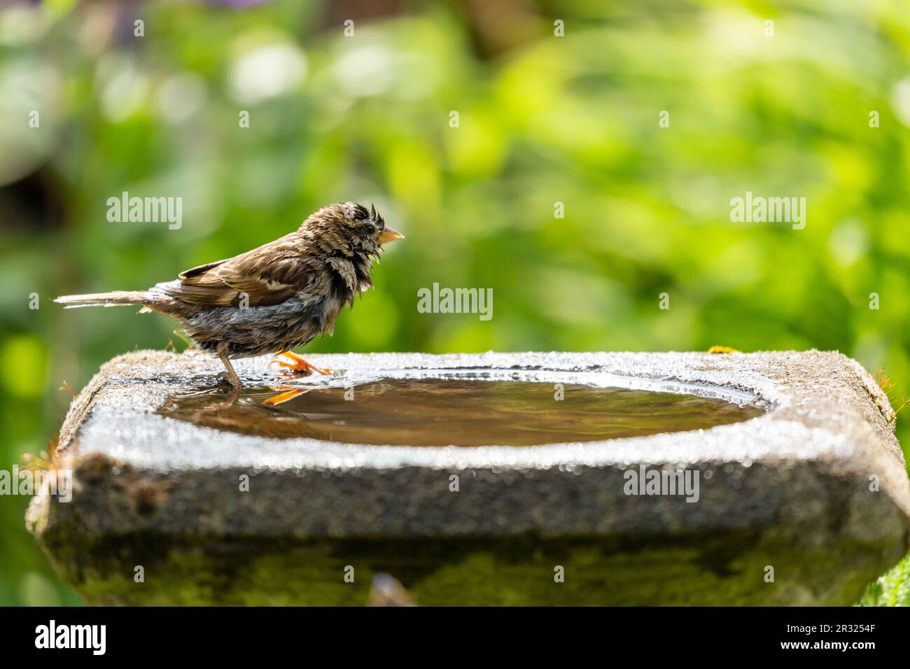 Wet bird hi-res stock photography and images - Alamy