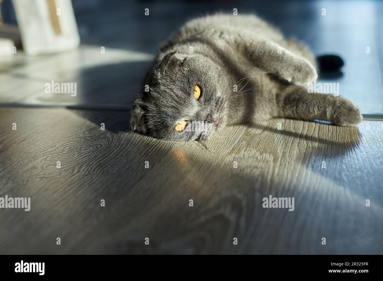 A fat gray scottish fold tabby cat lies on the floor, domestic pet ...