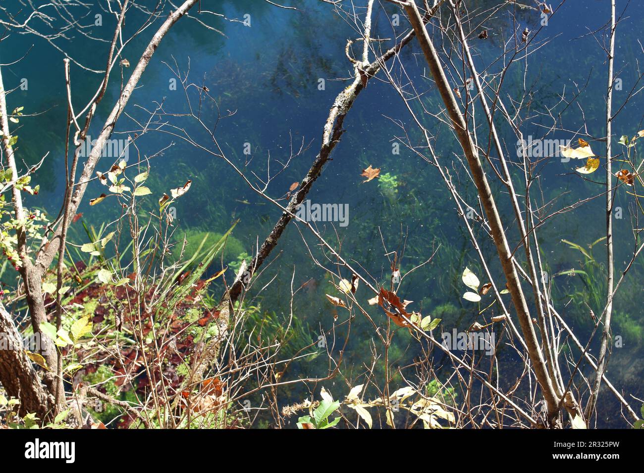 the clear bright green water of Alley Spring in the Ozark National ...