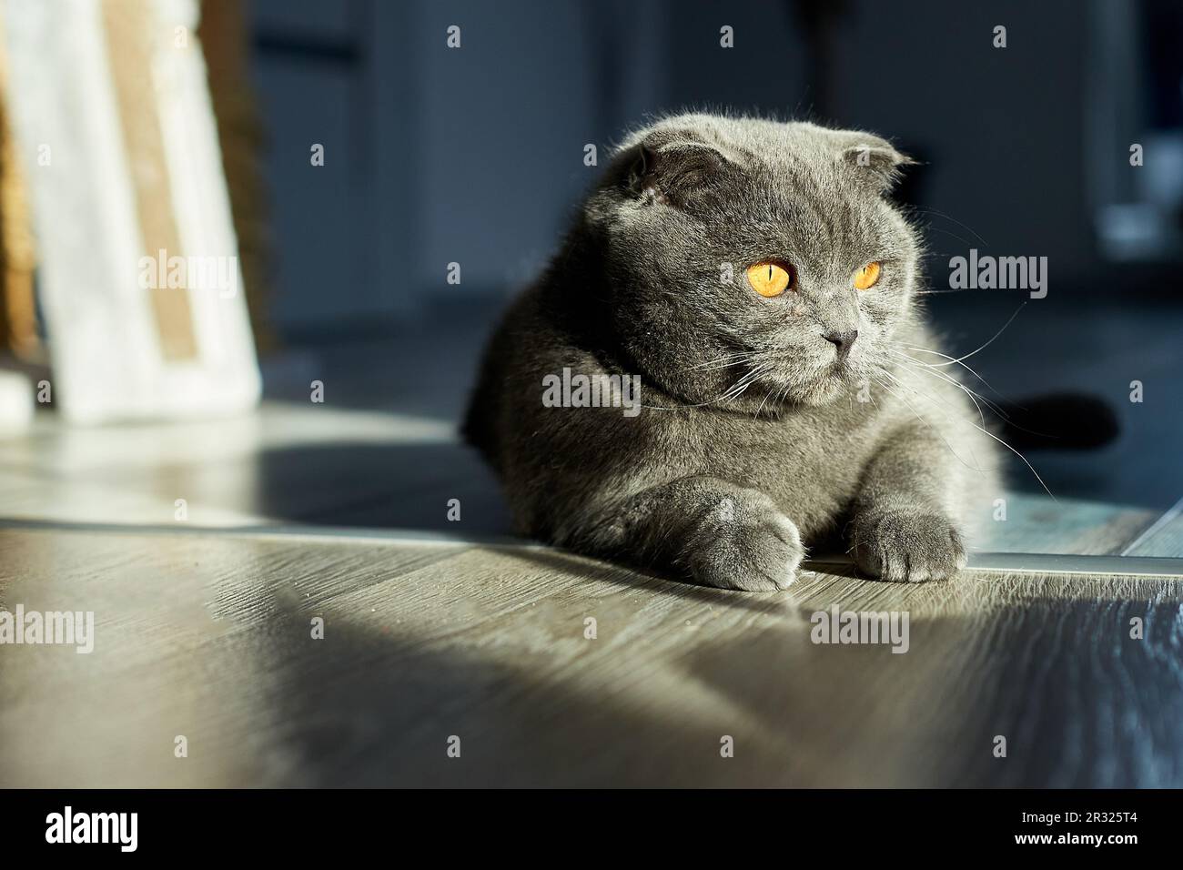 A fat gray scottish fold tabby cat lies on the floor, domestic pet ...