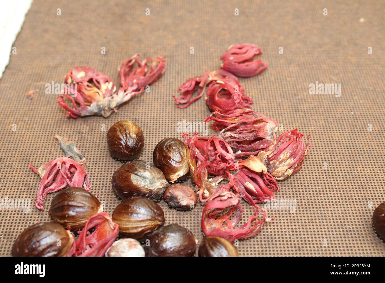 the spice nutmeg and mace on drying benches Stock Photo - Alamy