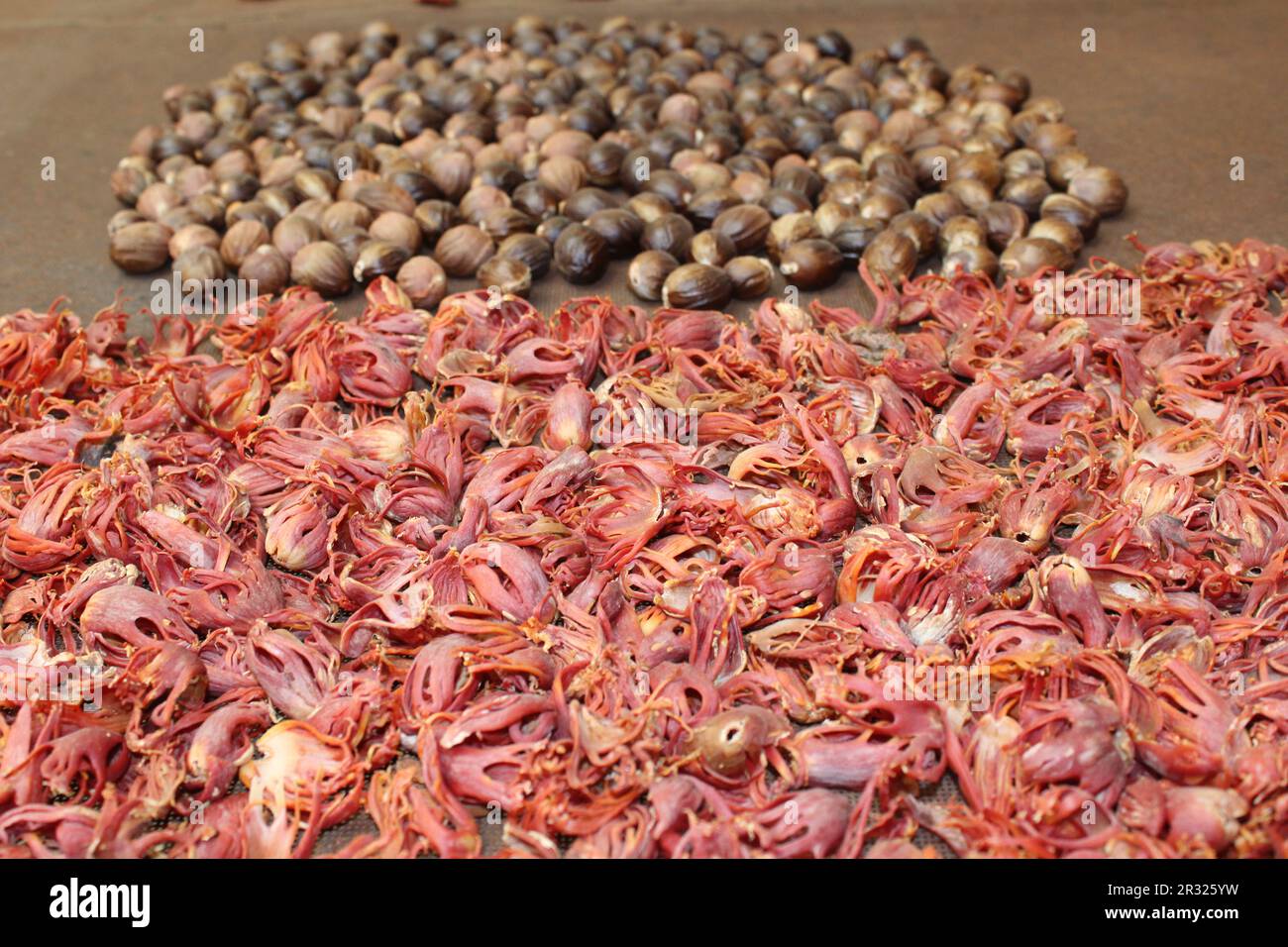 Mace nut spice hi-res stock photography and images - Alamy