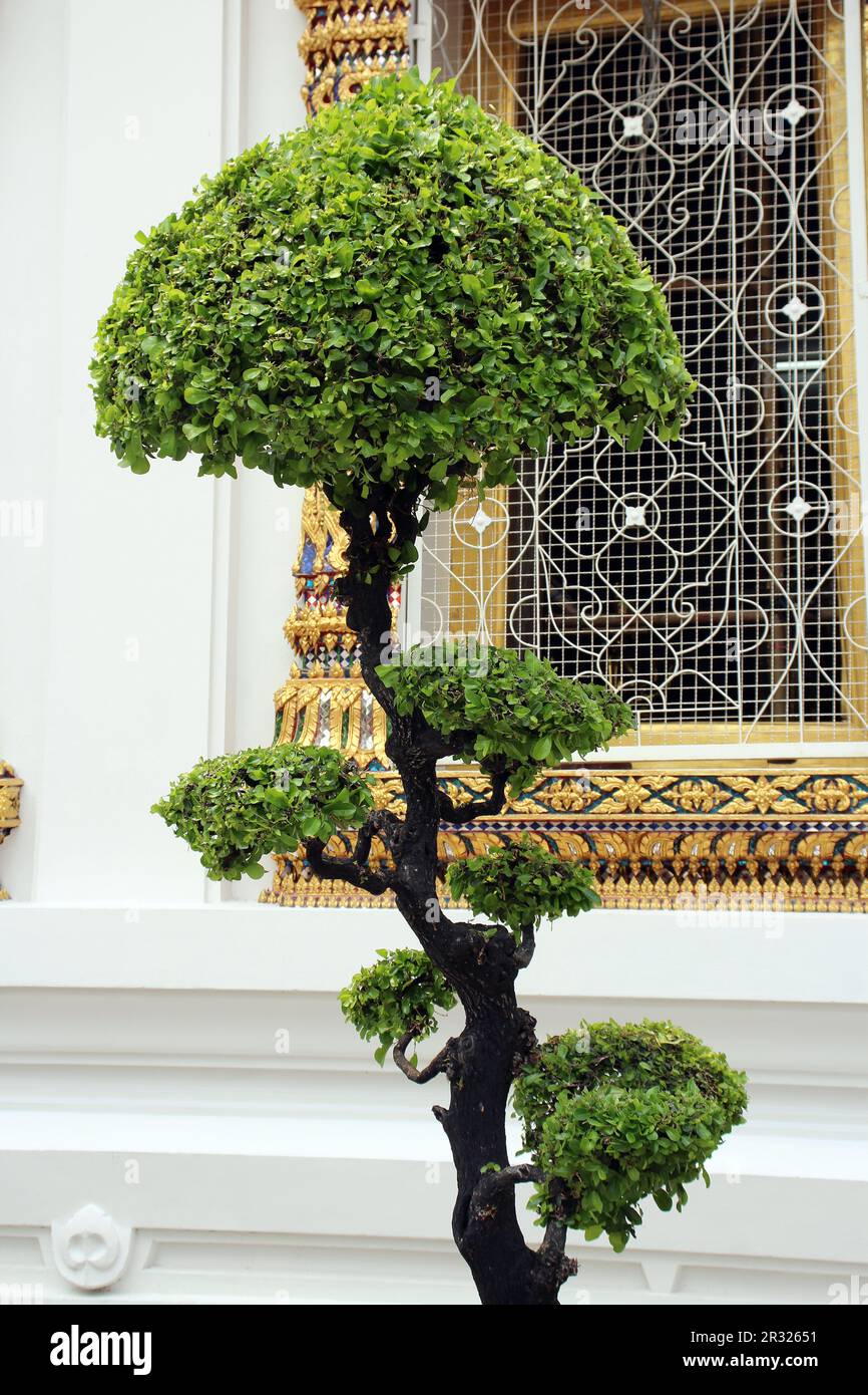 Topiary tree at (Wat Pho) Reclining Buddha near Bangkok in Thailand ...