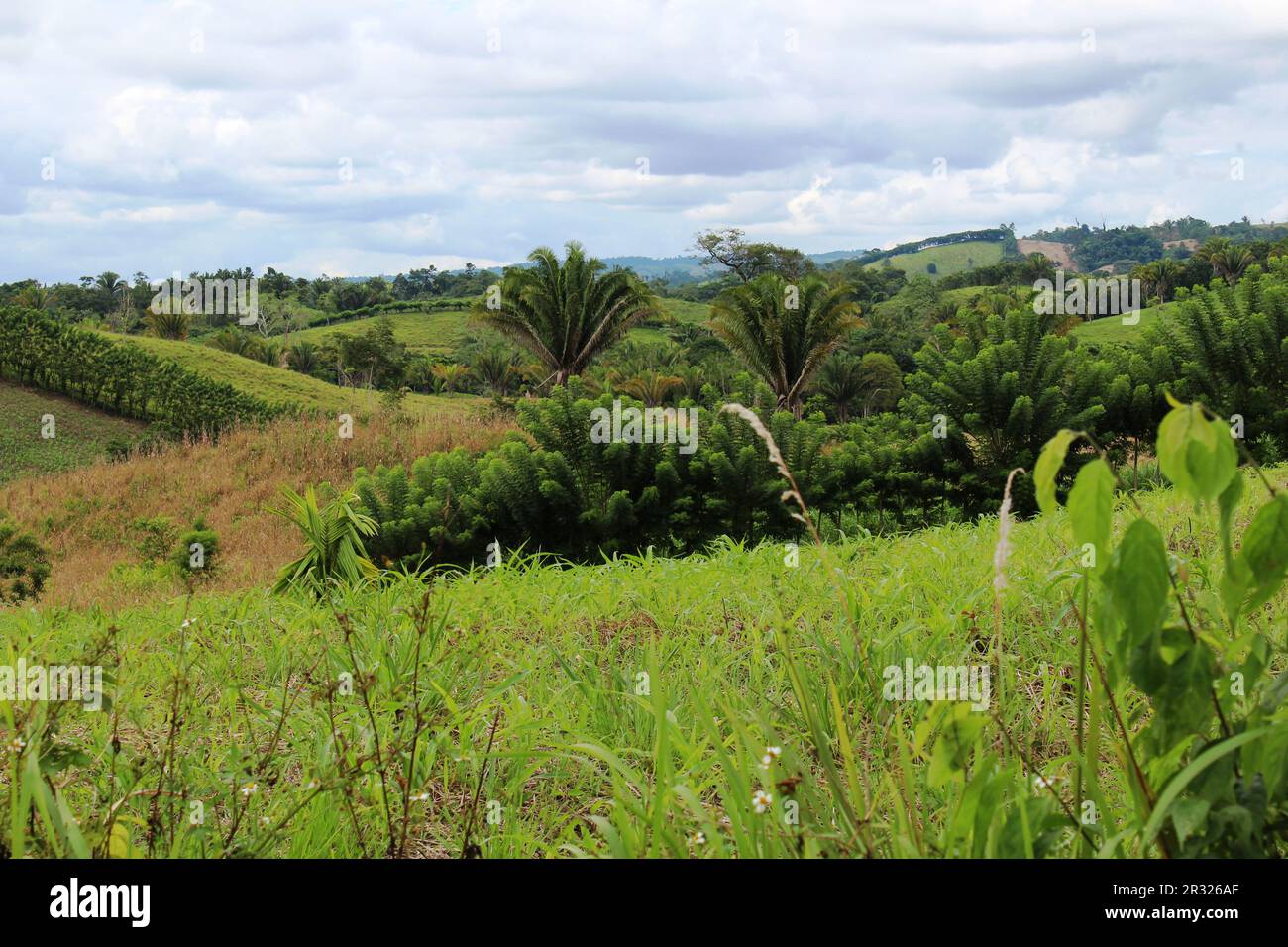 Traditional farming near the Maya Mountains in San Vincente, Toledo ...
