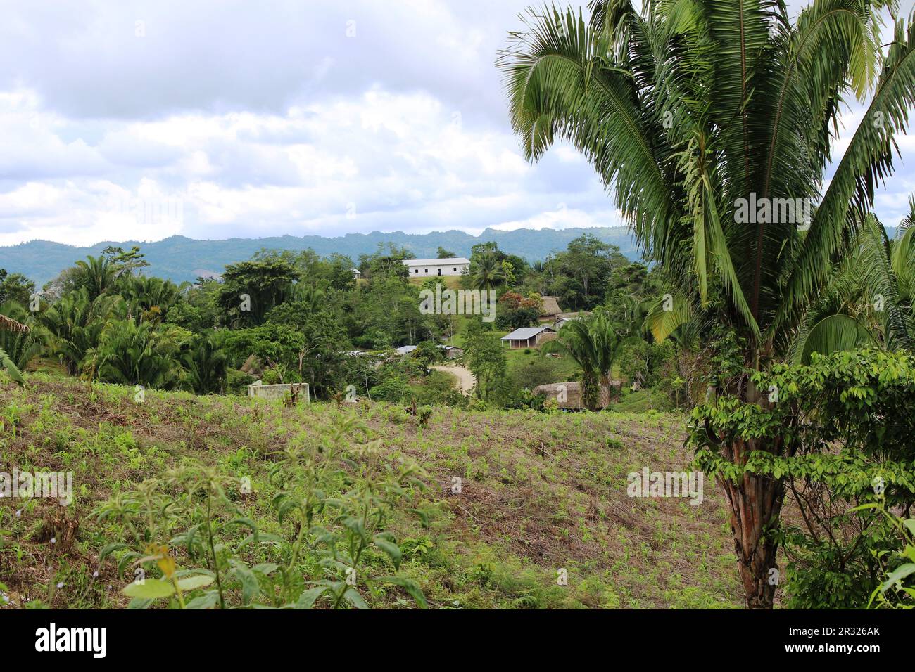 Traditional farming near the Maya Mountains in San Vincente, Toledo ...