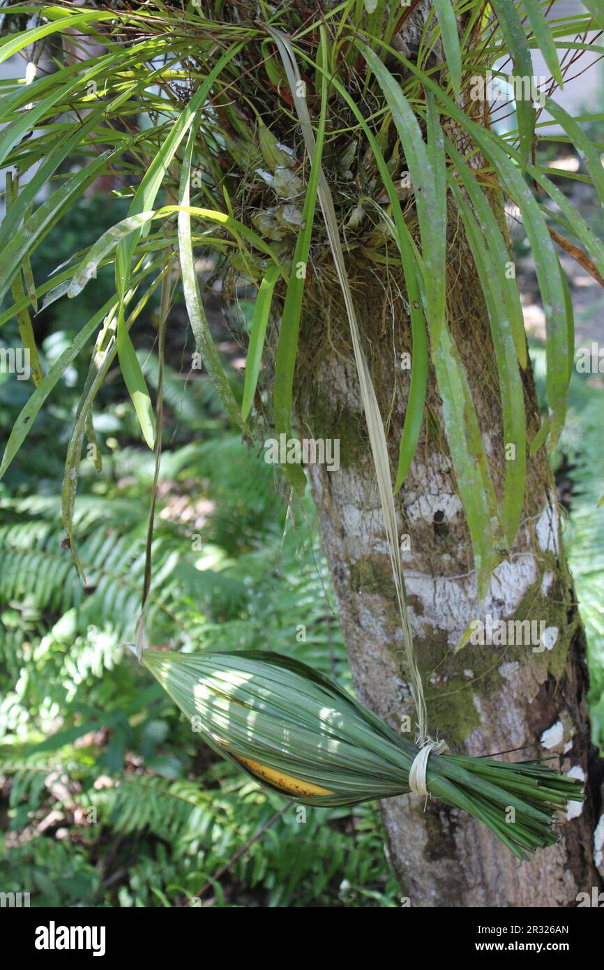 traditional Maya bag made from a palm leaf to carry banana hanging on a ...