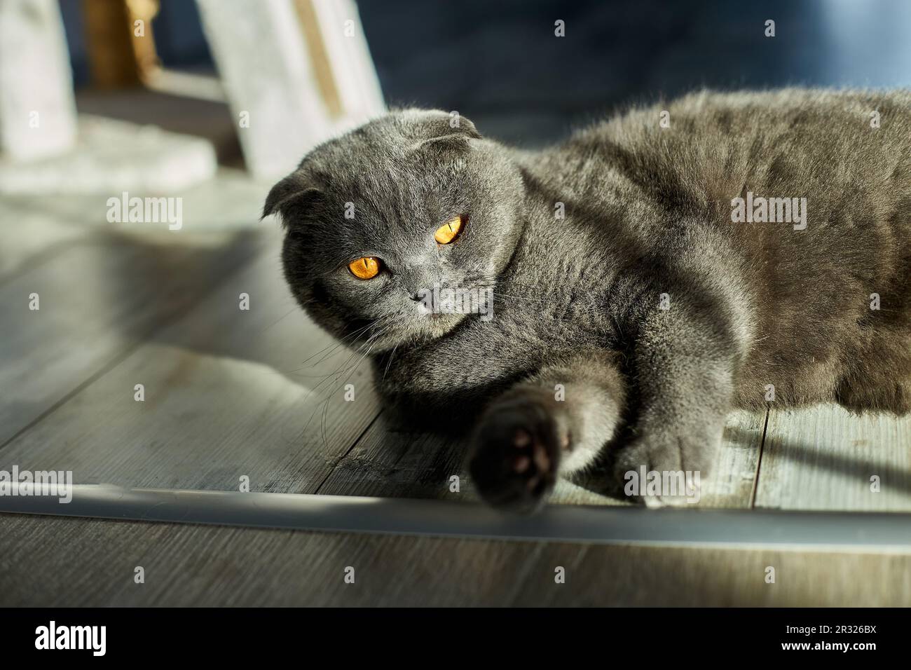 A fat gray scottish fold tabby cat lies on the floor, domestic pet ...