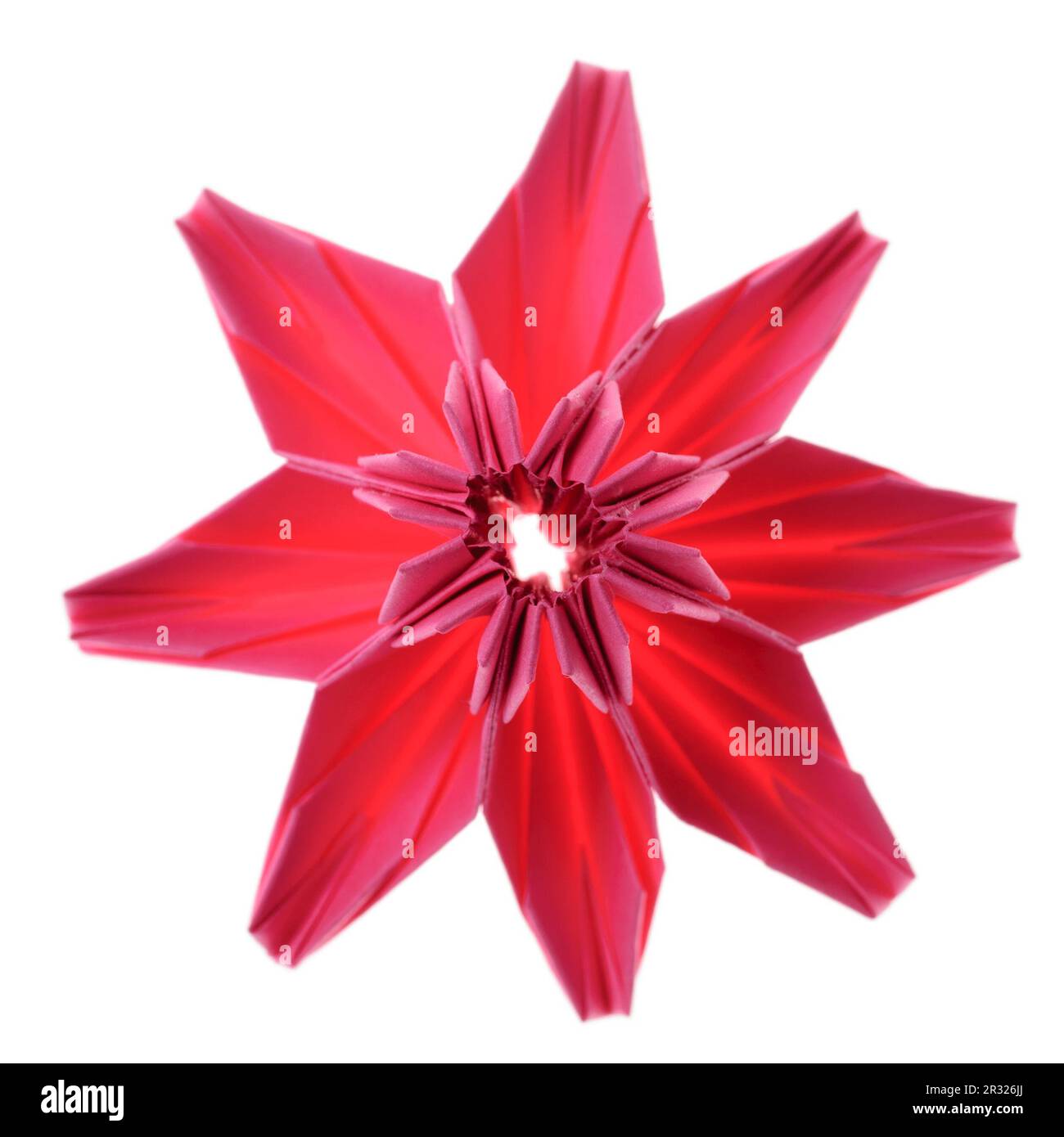 China rose flower Cut Out Stock Images & Pictures - Alamy