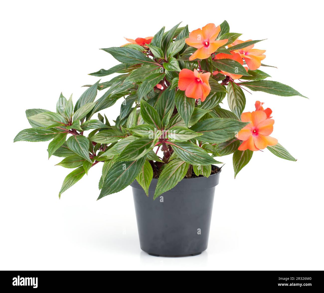 Orange balsam hi-res stock photography and images - Alamy