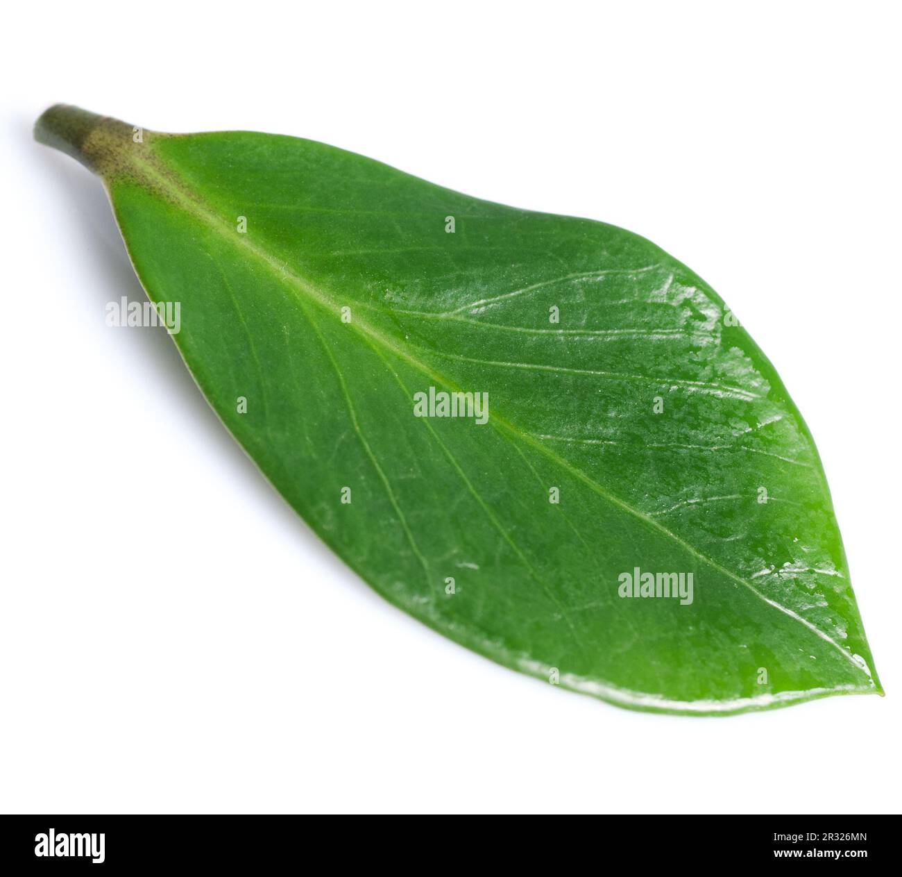 Green leaf isolated Stock Photo - Alamy